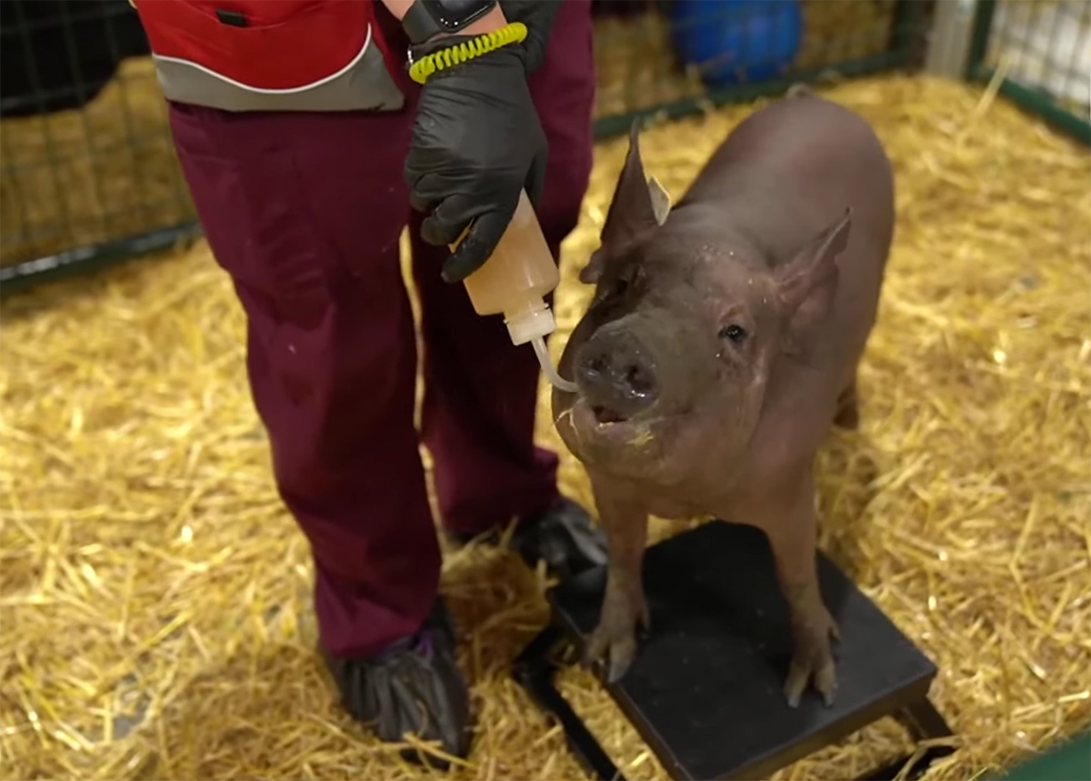 Neuralink - It Starts With Pigs - The Bitverse